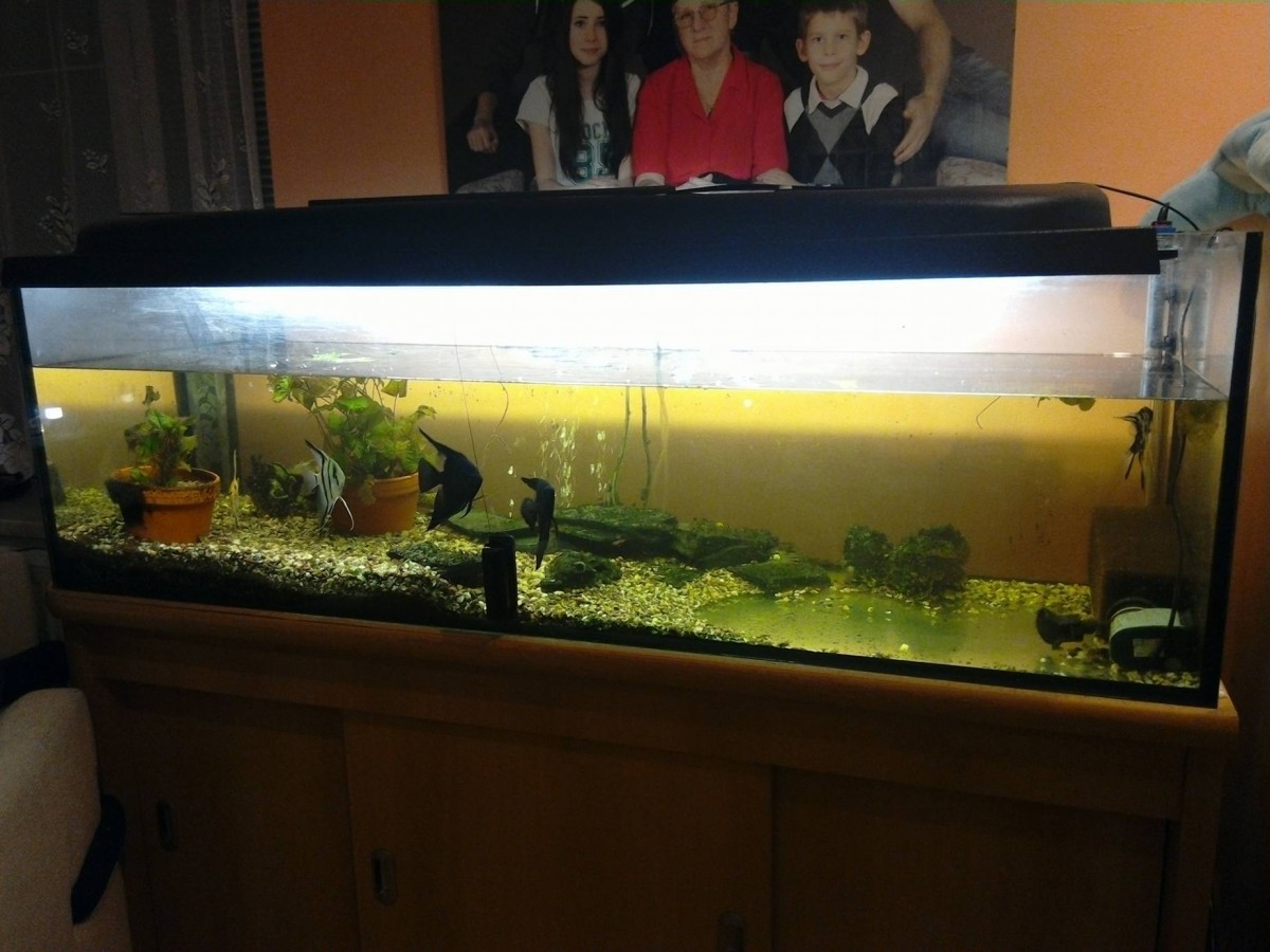 Akvarium 500l - Zvířata - město Příbor Freud Pribor City